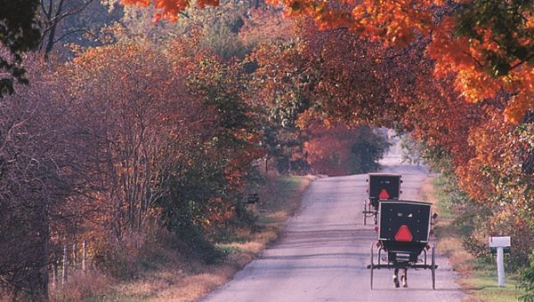 Top 15 Lists | NITDC