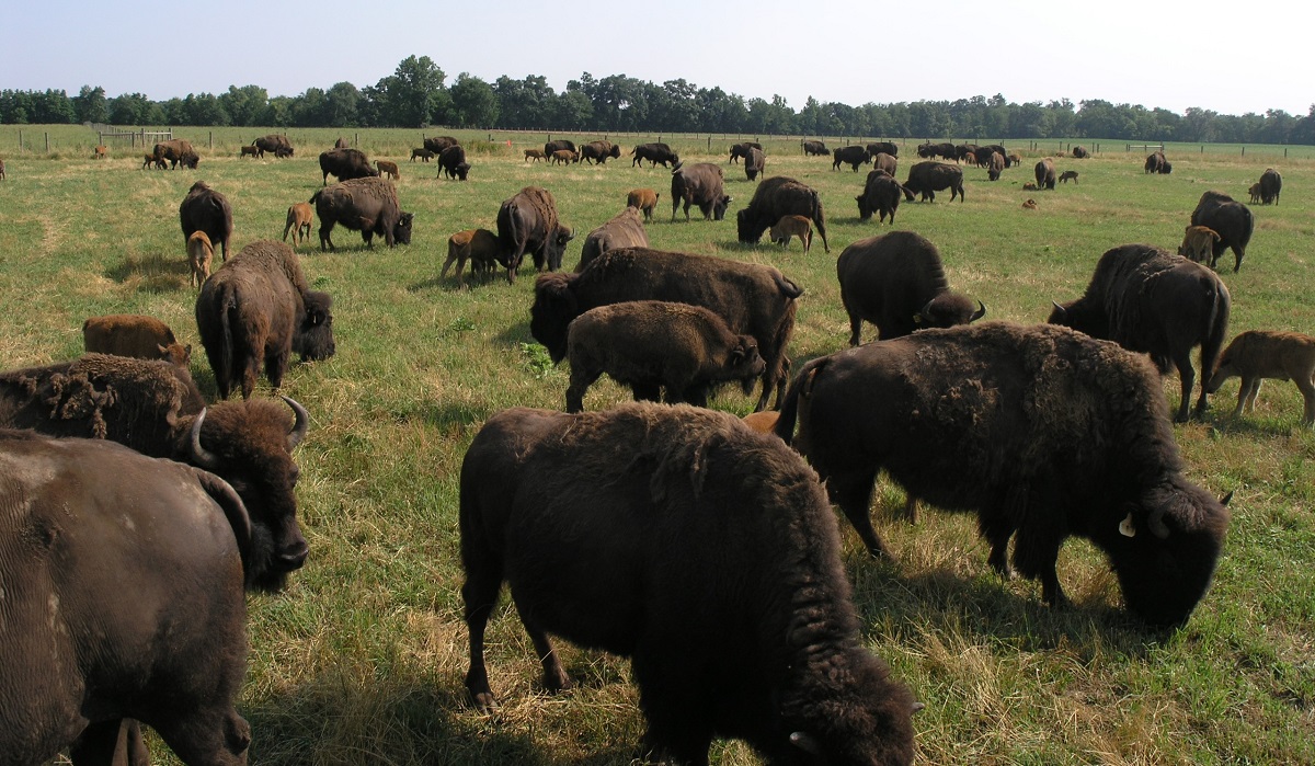 COOK’S BISON RANCH CALF DAYS | NITDC