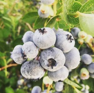 Northern Indiana Visitors Guide | NITDC