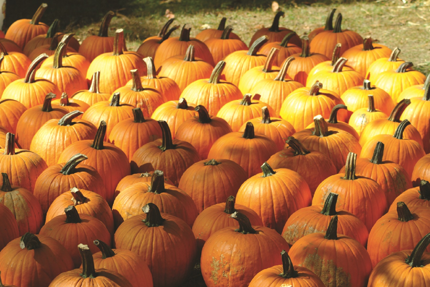 ANNUAL FALL FESTIVAL | NITDC