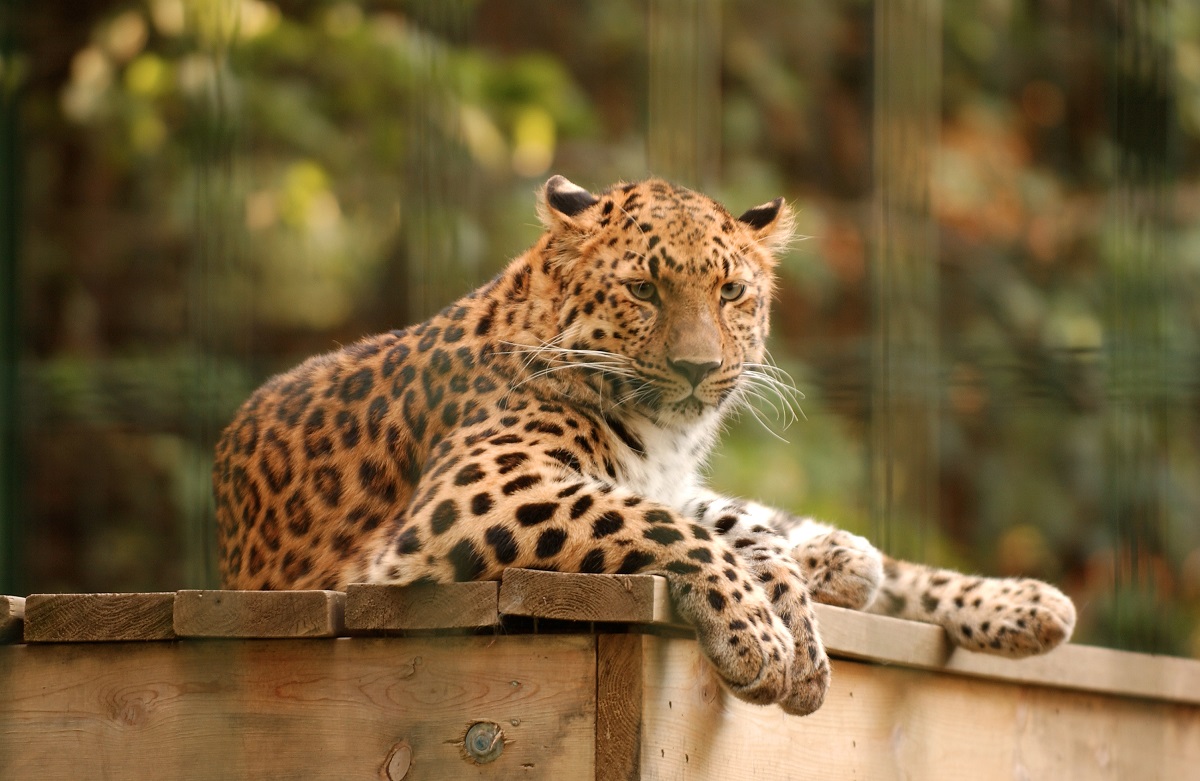 Potawatomi Zoo Winter Days | NITDC