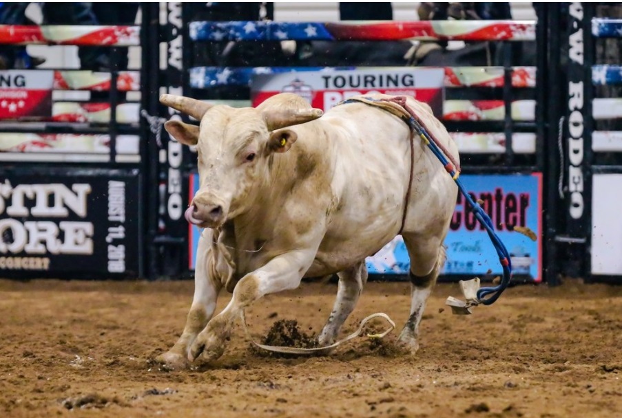 PBR Bull Bash Challenger Series | NITDC