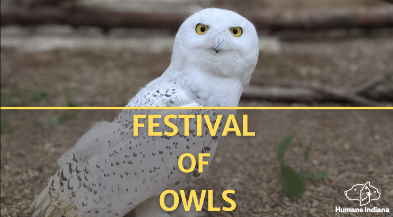 Annual Festival of Owls - Humane Indiana | NITDC