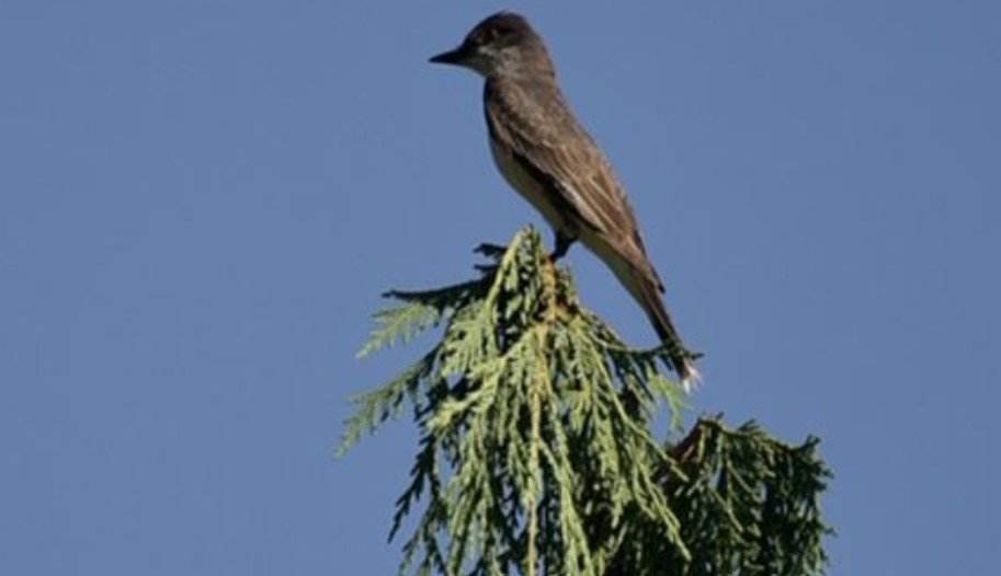 Winter Bird Walks | NITDC