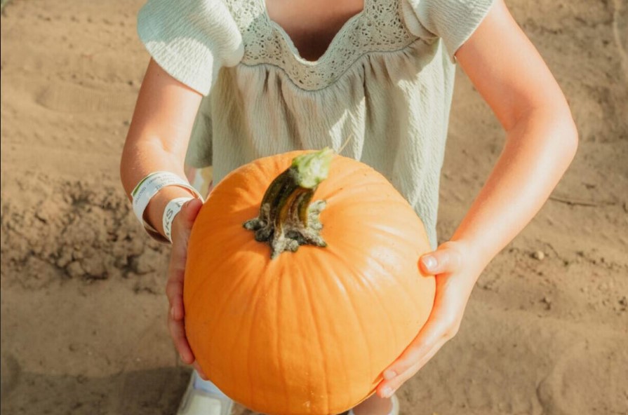 Pumpkin Smash Bash | NITDC